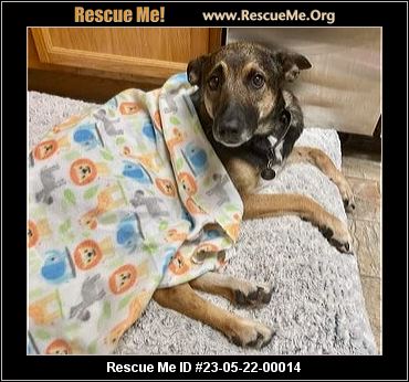 - Illinois German Shepherd Rescue - ADOPTIONS - Rescue Me!