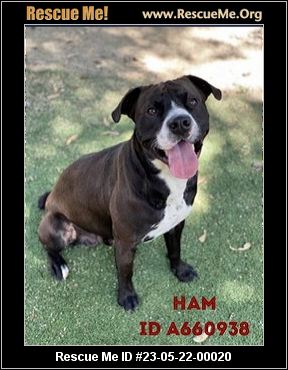 - California Pit Bull Rescue - ADOPTIONS - Rescue Me!