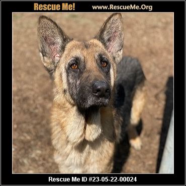 - Pennsylvania German Shepherd Rescue - ADOPTIONS - Rescue Me!
