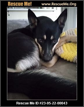 - Michigan Siberian Husky Rescue - ADOPTIONS - Rescue Me!