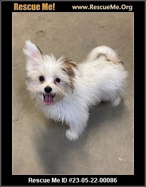 - Oklahoma Maltese Rescue - ADOPTIONS - Rescue Me!
