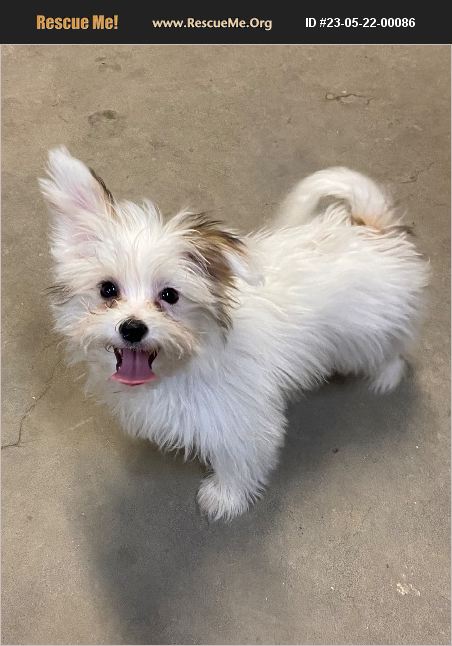 ADOPT 23052200086 ~ Maltese Rescue ~ Miami, OK