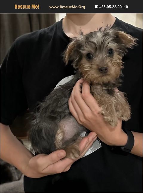ADOPT 23052200110 ~ Yorkie Rescue ~ Buckeye, AZ