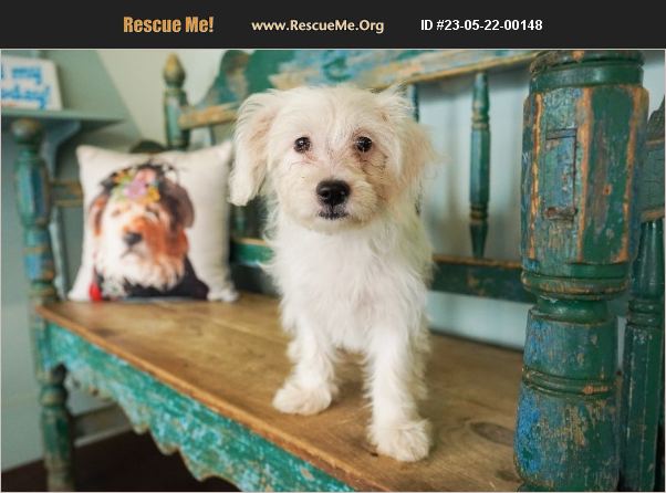 ADOPT 23052200148 ~ Maltese Rescue ~ San Antonio, TX