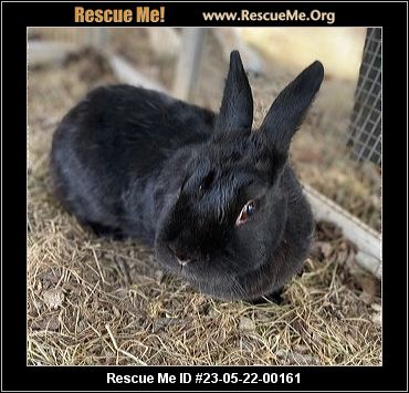 - Illinois Rabbit Rescue - ADOPTIONS - Rescue Me!