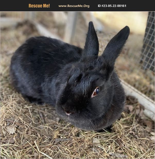 ADOPT 23052200161 ~ Rabbit Rescue ~ Springfield, IL