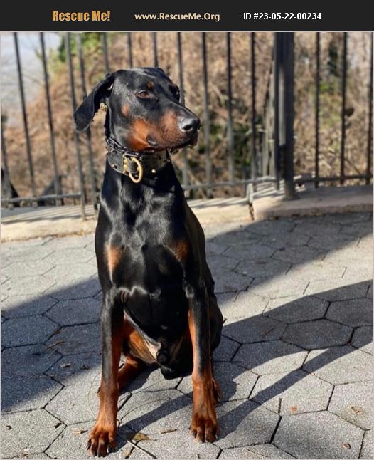 ADOPT 23052200234 ~ Doberman Pinscher Rescue ~ Bronx, NY