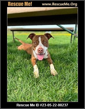 - Wisconsin Dog Rescue - ADOPTIONS - Rescue Me!