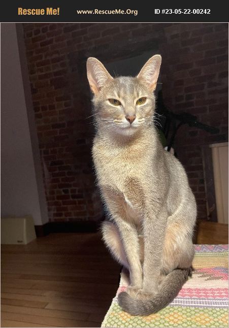 ADOPT 23052200242 ~ Abyssinian Rescue ~ Qu ebec, Qu ebec, Canada