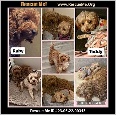 - California Poodle Rescue - ADOPTIONS - Rescue Me!
