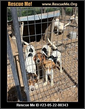 - Oregon Dog Rescue - ADOPTIONS - Rescue Me!