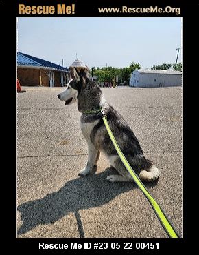 - Ohio Siberian Husky Rescue - ADOPTIONS - Rescue Me!