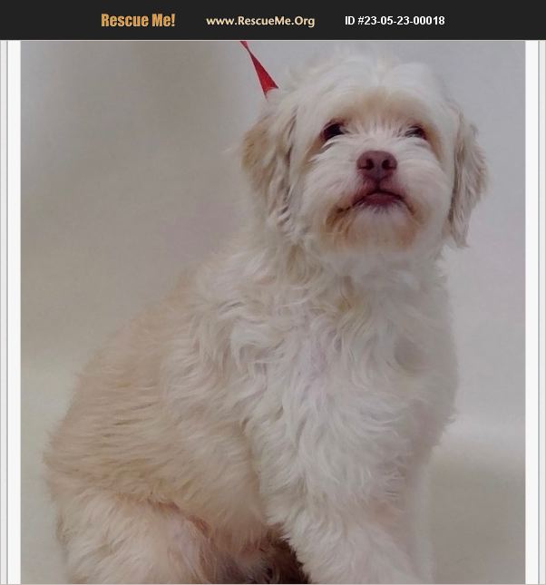 ADOPT 23052300018 ~ Maltese Rescue ~ Van Nuys, CA