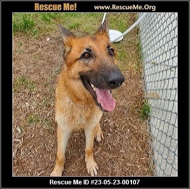 - Virginia German Shepherd Rescue - ADOPTIONS - Rescue Me!