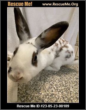 - Ohio Rabbit Rescue - ADOPTIONS - Rescue Me!