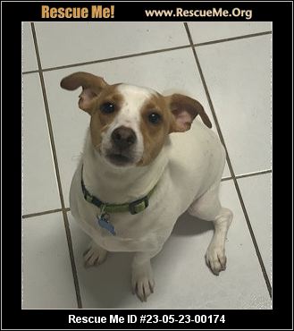 - Texas Jack Russell Rescue - ADOPTIONS - Rescue Me!