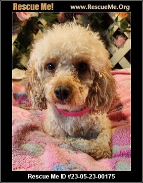 - Colorado Poodle Rescue - ADOPTIONS - Rescue Me!