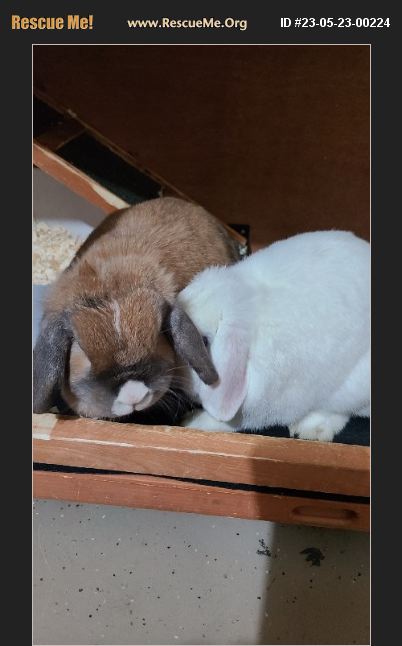 ADOPT 23052300224 ~ Rabbit Rescue ~ Phoenix, AZ