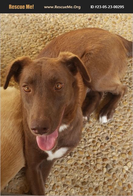 ADOPT 23052300295 ~ Australian Kelpie Rescue ~ San Antonio, TX