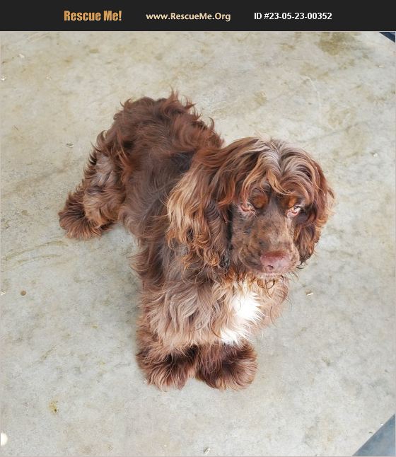 ADOPT 23052300352 ~ Cocker Spaniel Rescue ~ Denver, IN