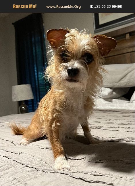 ADOPT 23052300408 ~ Yorkie Rescue ~ Seminole County, FL