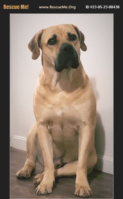 ADOPT 23052300438 ~ Bullmastiff Rescue ~ Rochester, MA