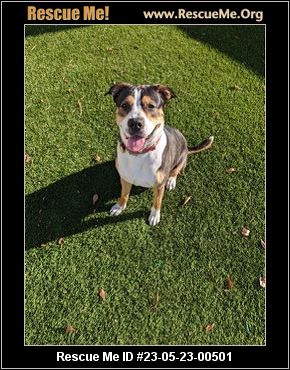 - Nevada Dog Rescue - ADOPTIONS - Rescue Me!