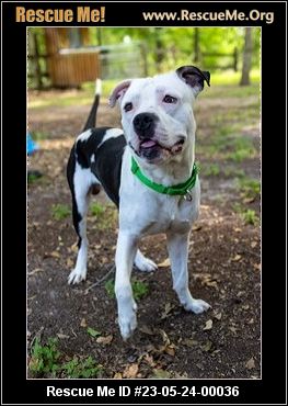 - Idaho Dog Rescue - ADOPTIONS - Rescue Me!