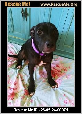 - Florida Pit Bull Rescue - ADOPTIONS - Rescue Me!