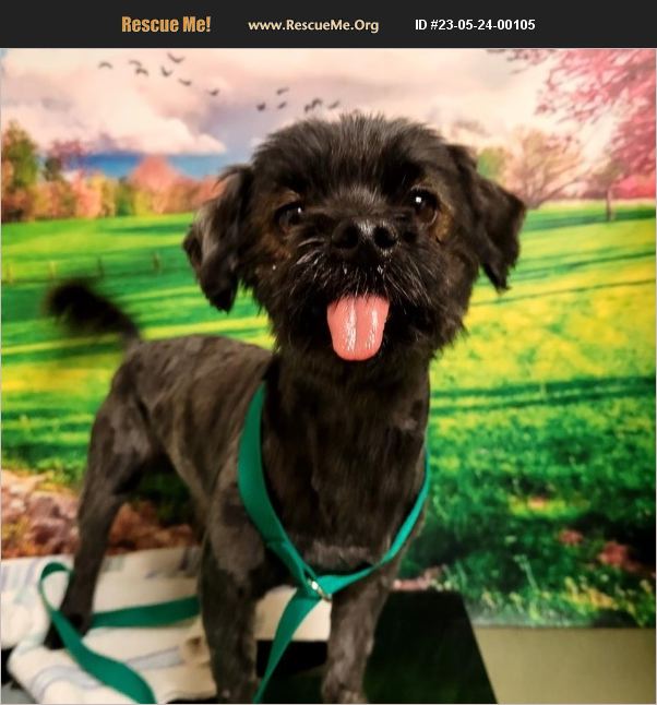 ADOPT 23052400105 ~ Poodle Rescue ~ Moreno Valley, CA
