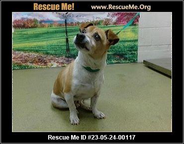- California Jack Russell Rescue - ADOPTIONS - Rescue Me!
