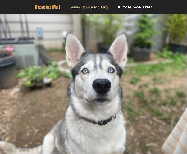 ADOPT 23052400147 ~ Siberian Husky Rescue ~ portland, OR