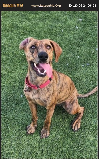 ADOPT 23052400151 ~ Mountain Cur Rescue ~ Dalton, GA