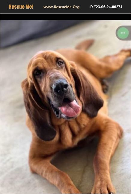 ADOPT 23052400274 ~ Bloodhound Rescue ~ Fort Worth, TX