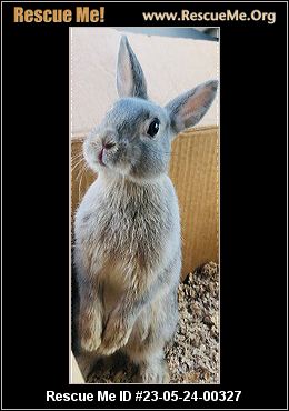 - Pennsylvania Rabbit Rescue - ADOPTIONS - Rescue Me!