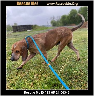 - Kentucky Dog Rescue - ADOPTIONS - Rescue Me!