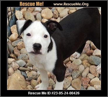 - Colorado Border Collie Rescue - ADOPTIONS - Rescue Me!