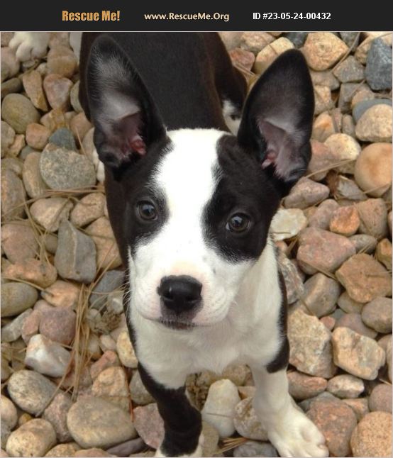 ADOPT 23052400432 ~ Border Collie Rescue ~ Mead, CO