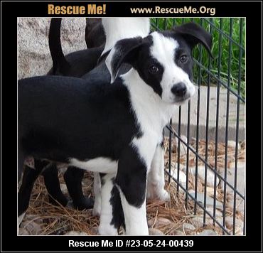 - Colorado Border Collie Rescue - ADOPTIONS - Rescue Me!
