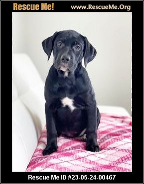 - Minnesota Dog Rescue - ADOPTIONS - Rescue Me!