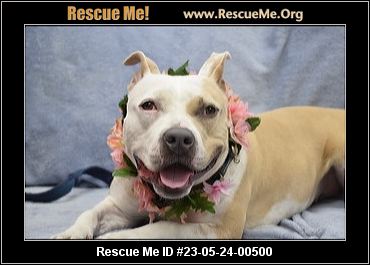 - Florida Pit Bull Rescue - ADOPTIONS - Rescue Me!