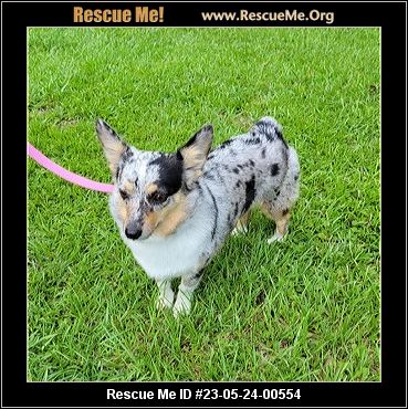 - Mississippi Dog Rescue - ADOPTIONS - Rescue Me!