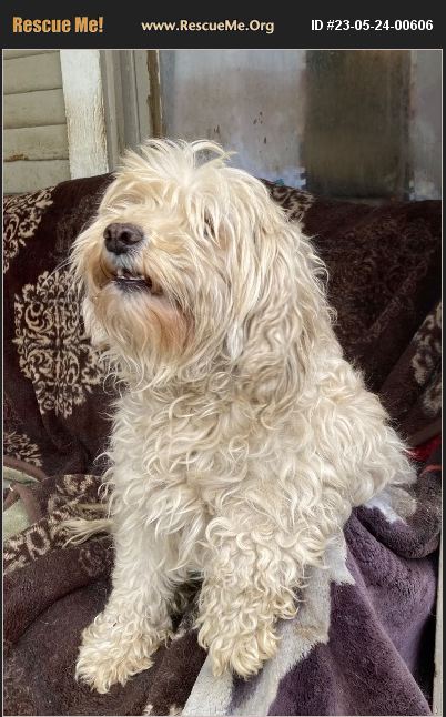 ADOPT 23052400606 ~ Cockapoo Rescue ~ Beaverton, OR