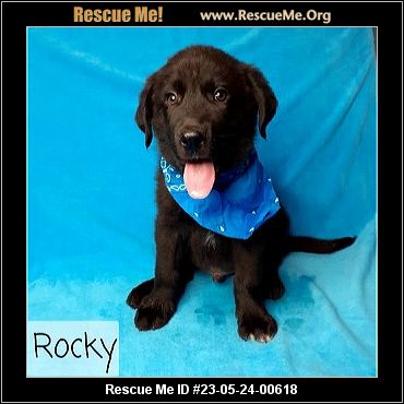 - Delaware Dog Rescue - ADOPTIONS - Rescue Me!