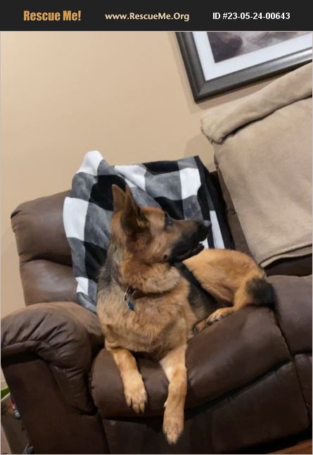 ADOPT 23052400643 ~ German Shepherd Rescue ~ Sioux Falls, SD