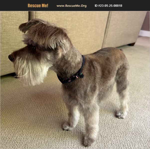 ADOPT 23052500018 ~ Schnauzer Rescue ~ Bradford, MA