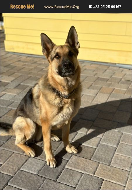ADOPT 23052500167 ~ German Shepherd Rescue ~ Bend, OR