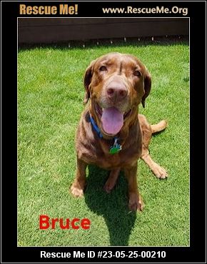 - Alabama Dog Rescue - ADOPTIONS - Rescue Me!