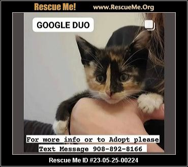 - New Jersey Cat Rescue - ADOPTIONS - Rescue Me!