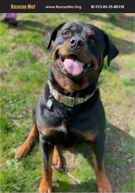 ADOPT 23052500318 ~ Rottweiler Rescue ~ Redmond, WA
